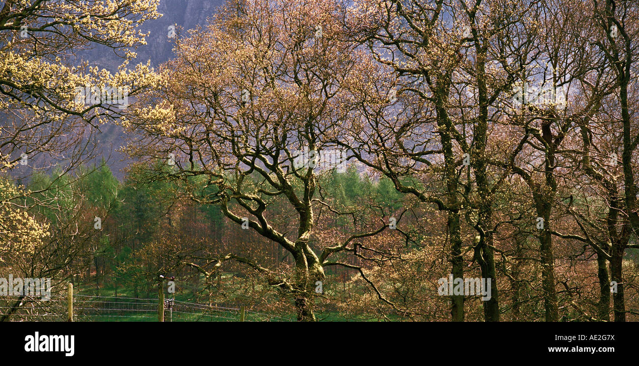 Lake district national park oak hi-res stock photography and images - Alamy