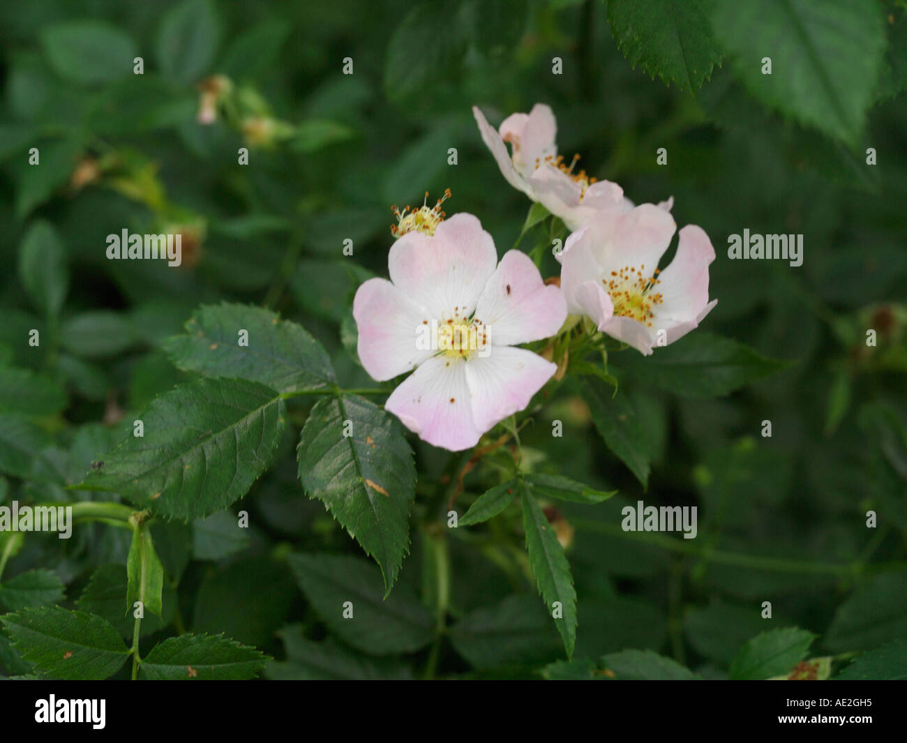 Rosa surrey hi-res stock photography and images - Alamy