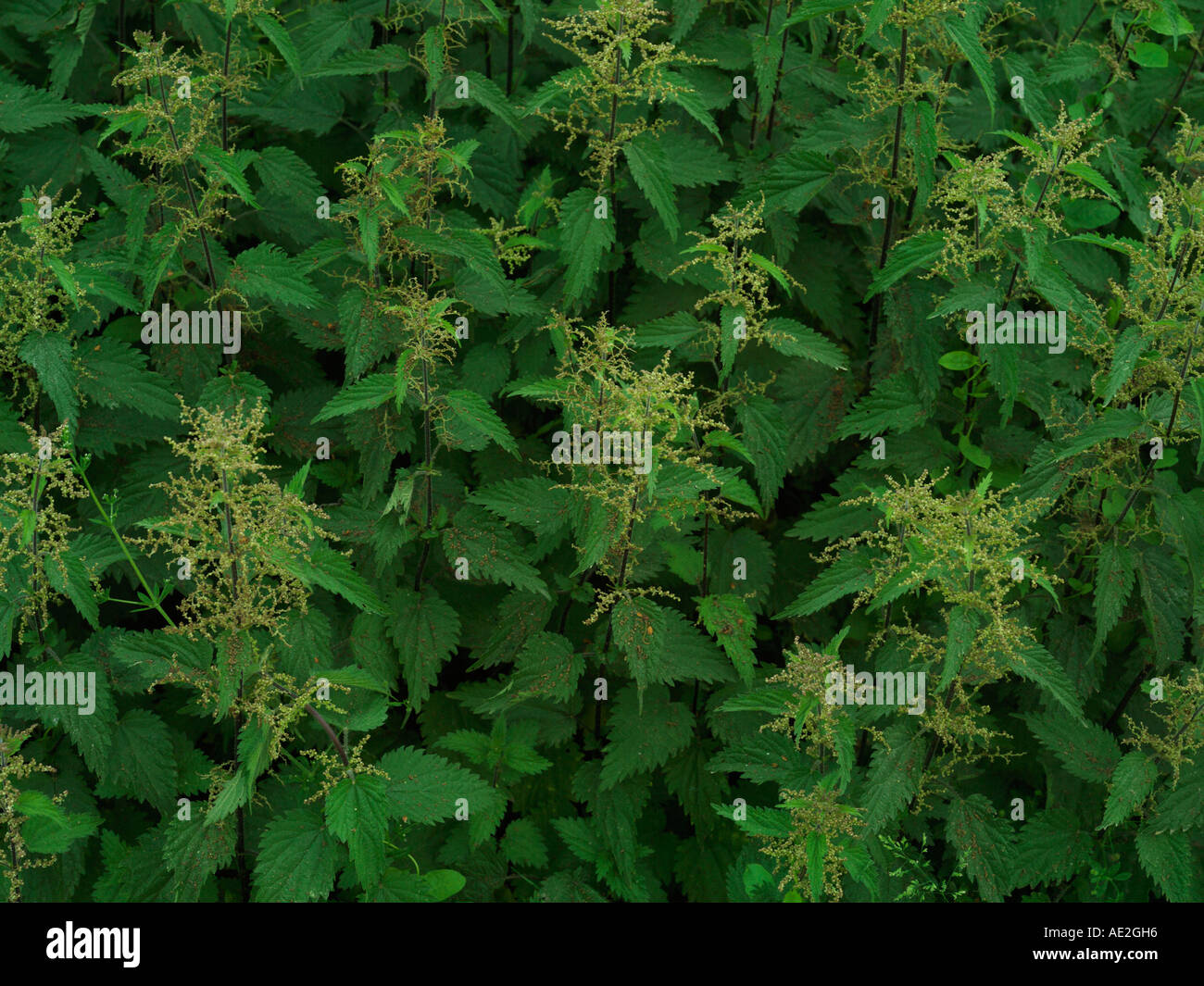 Stinging Nettles in Flower Stock Photo - Alamy