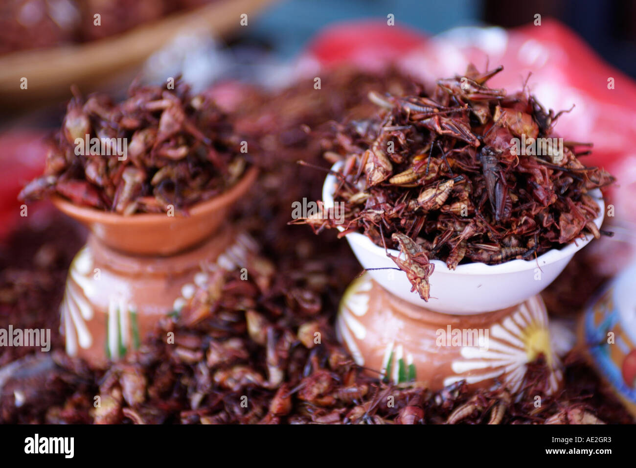 Grasshoppers fried in chilis Chapulines a delicacy enjoyed during the ...