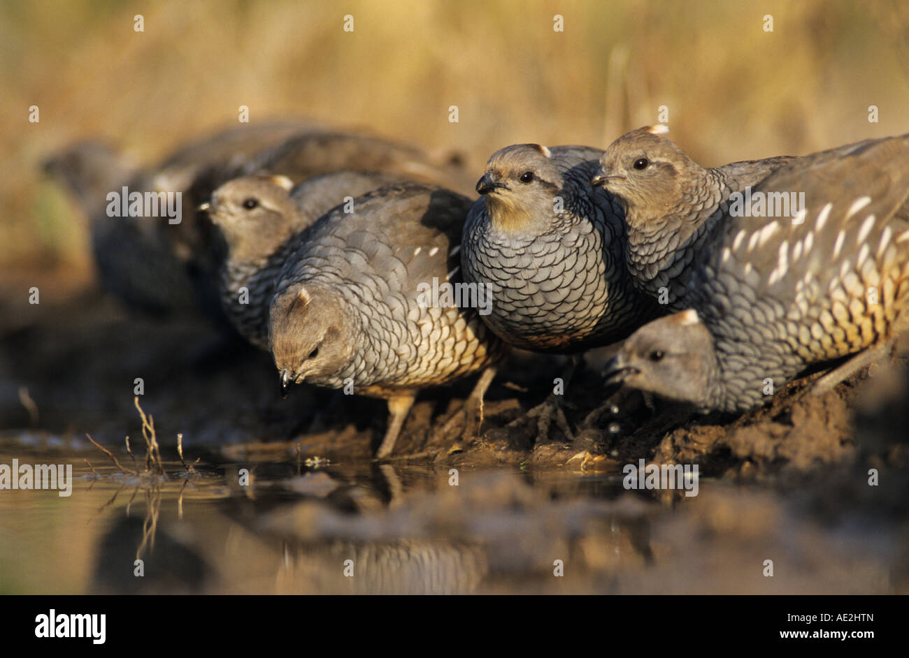 Scaled Quail Callipepla squamata group at pond drinking Starr County ...