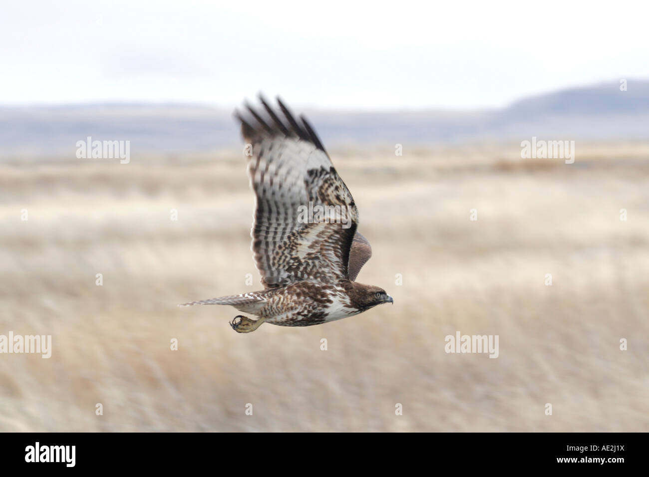 Circus in oregon hi-res stock photography and images - Alamy