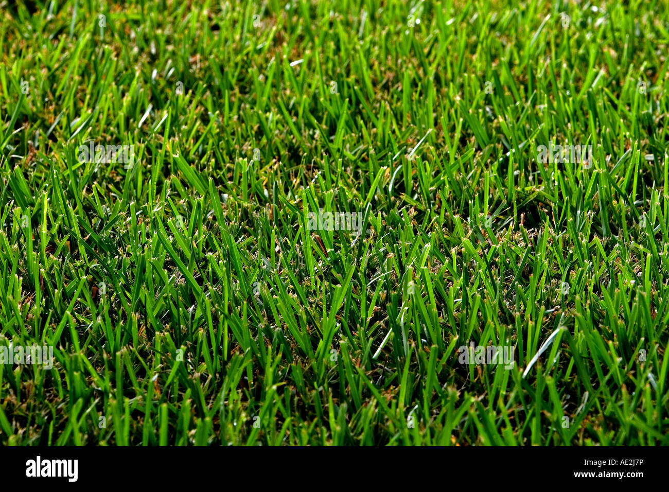 Patch of Green Grass Stock Photo - Alamy