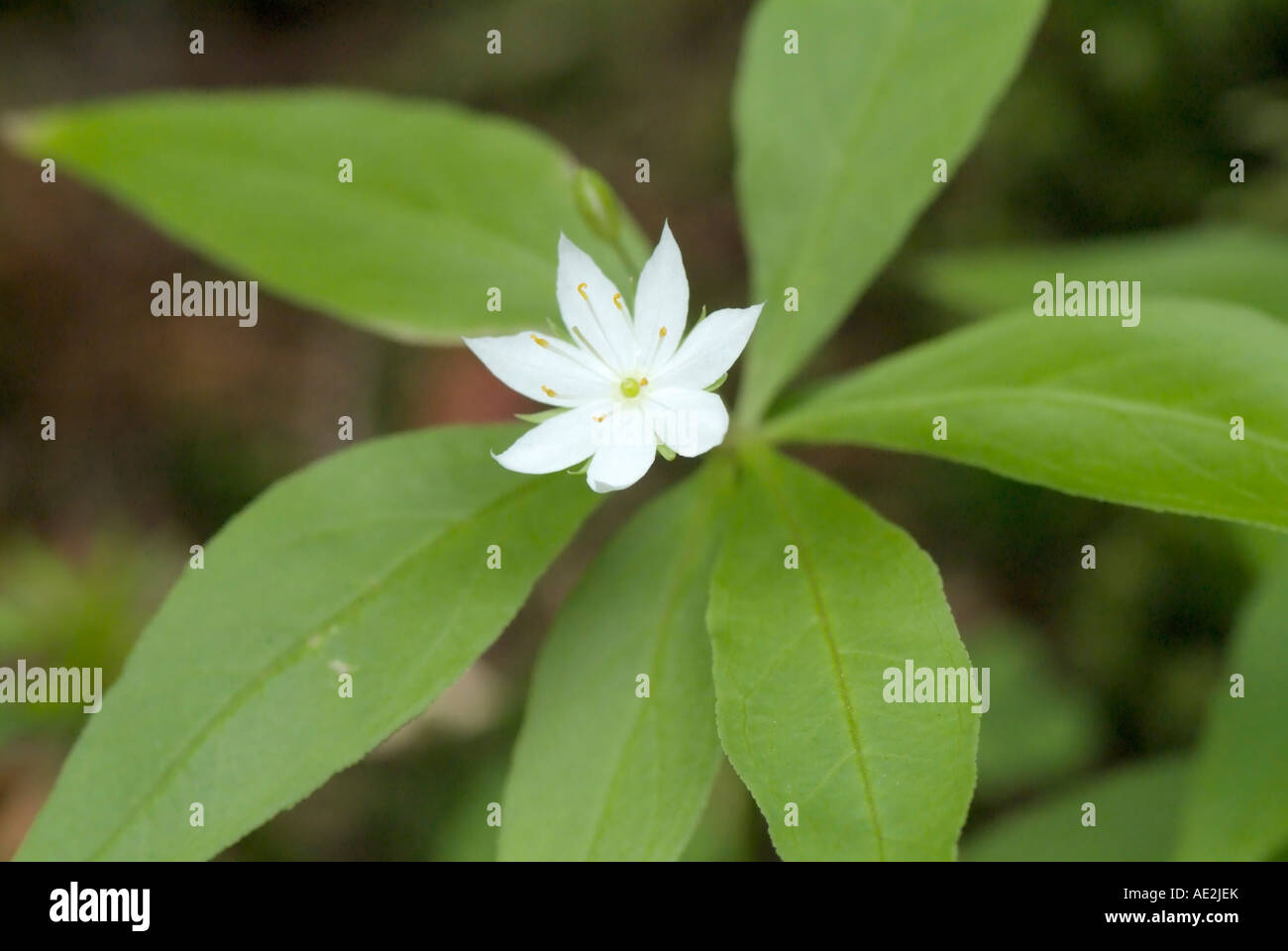 Starflower -Trientalis borealis Stock Photo - Alamy