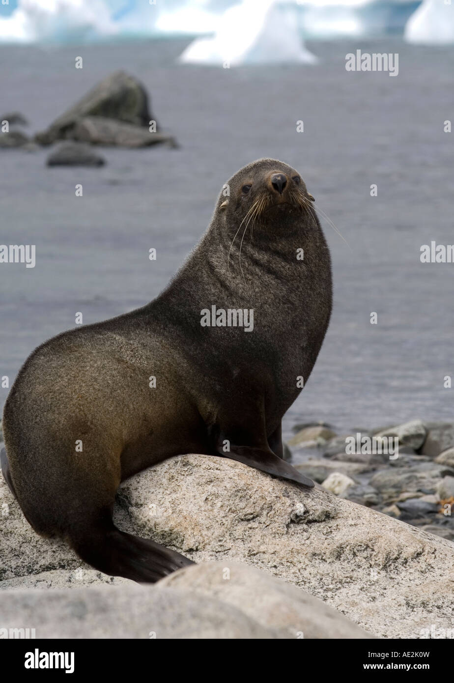 Antarctic ocean cruise brown hi-res stock photography and images - Alamy