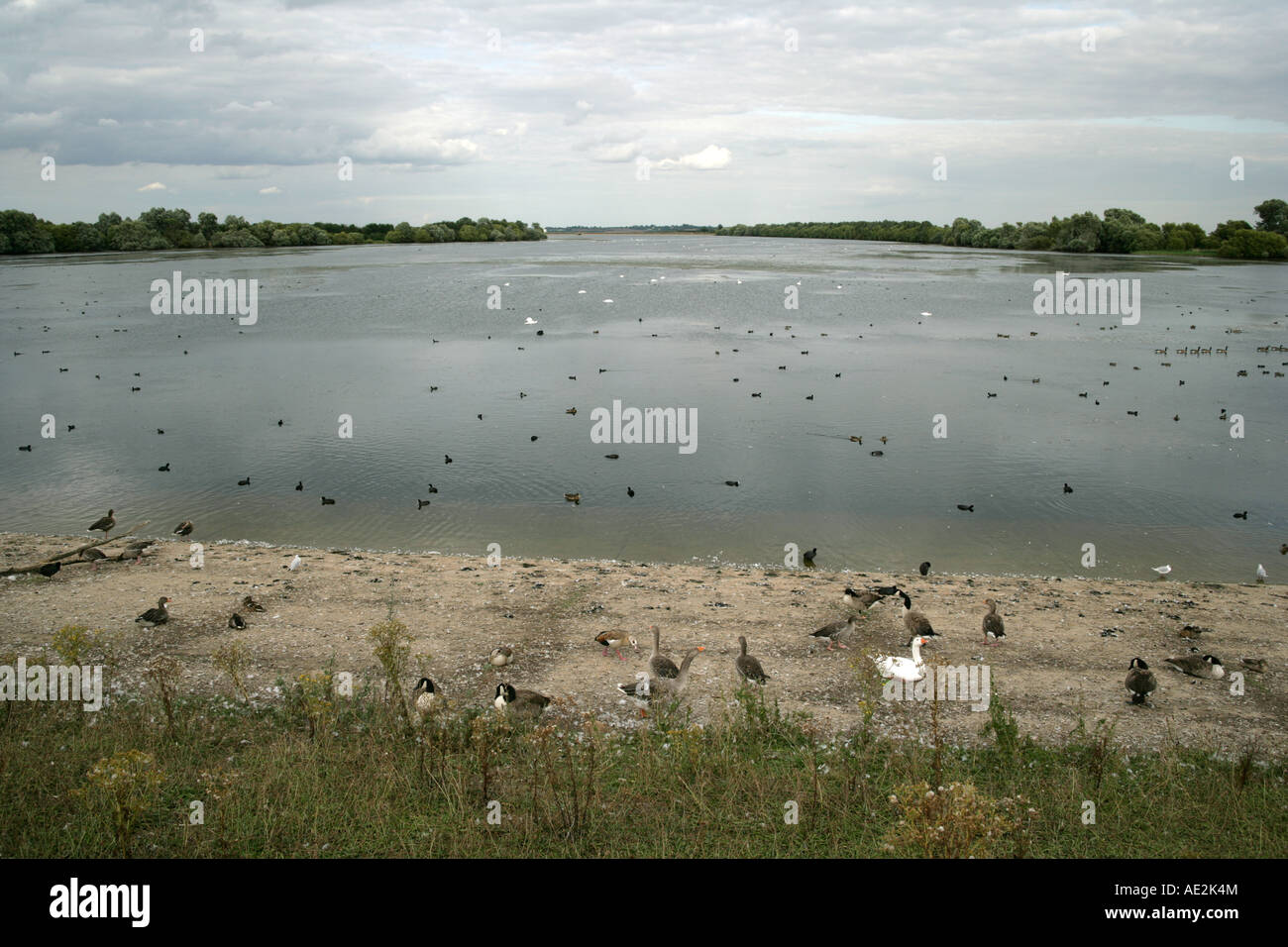 Wildfowl at the Abberton reservoir Essex England UK Stock Photo - Alamy