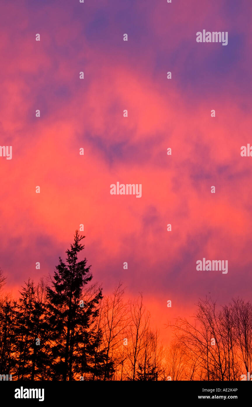 Sunset skies and spruce tree silhouettes, Greater Sudbury, Ontario ...
