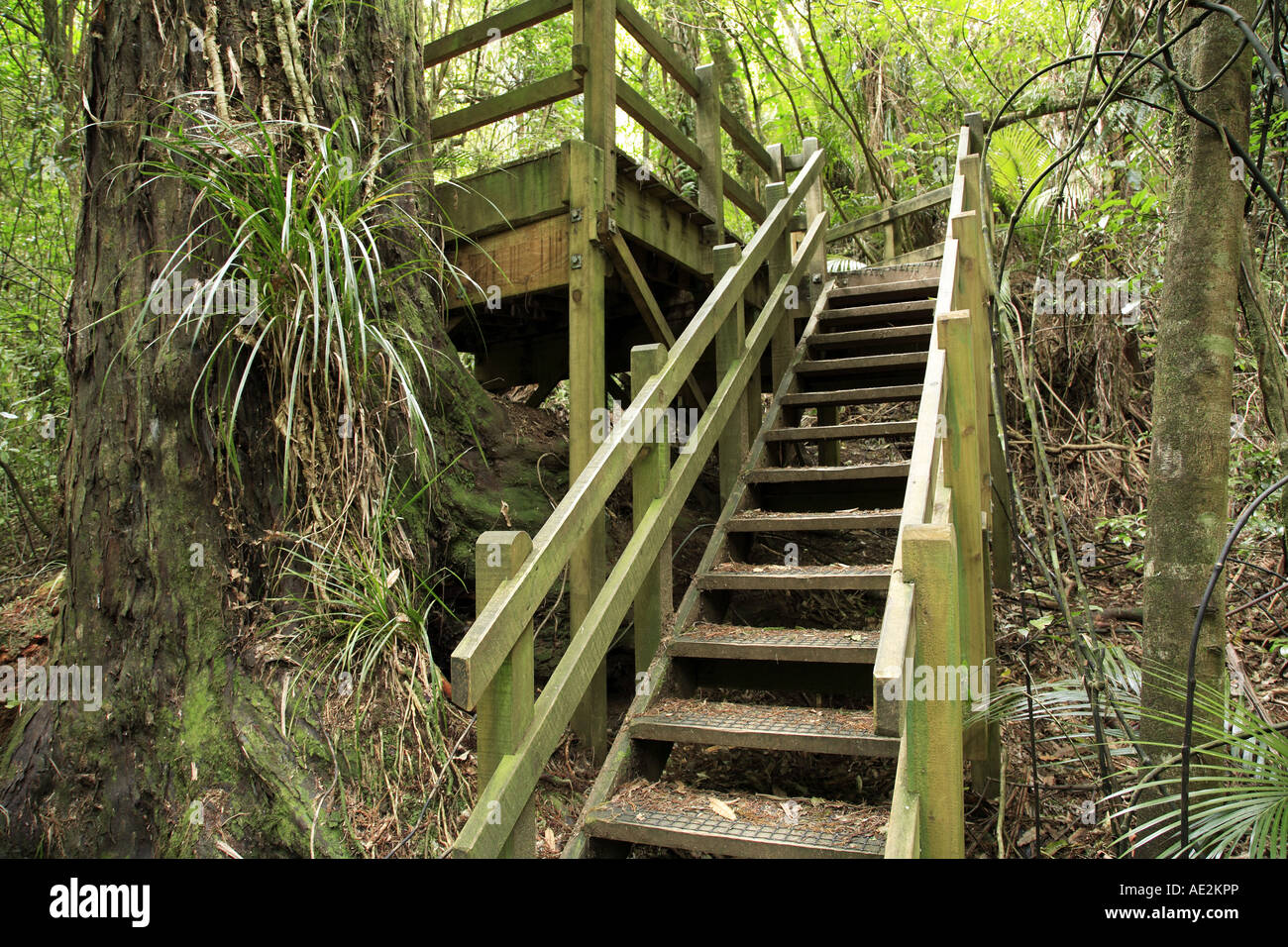 Staircase in forest Stock Photo - Alamy