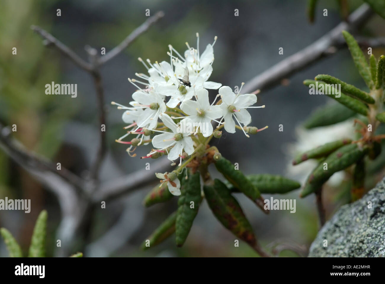 Labrador Tea- Ledum groenlandicum Stock Photo - Alamy