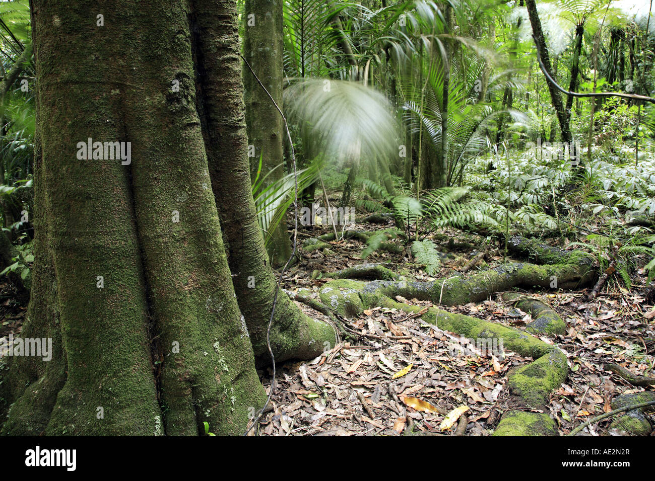 Large tree in tropical forest Stock Photo - Alamy