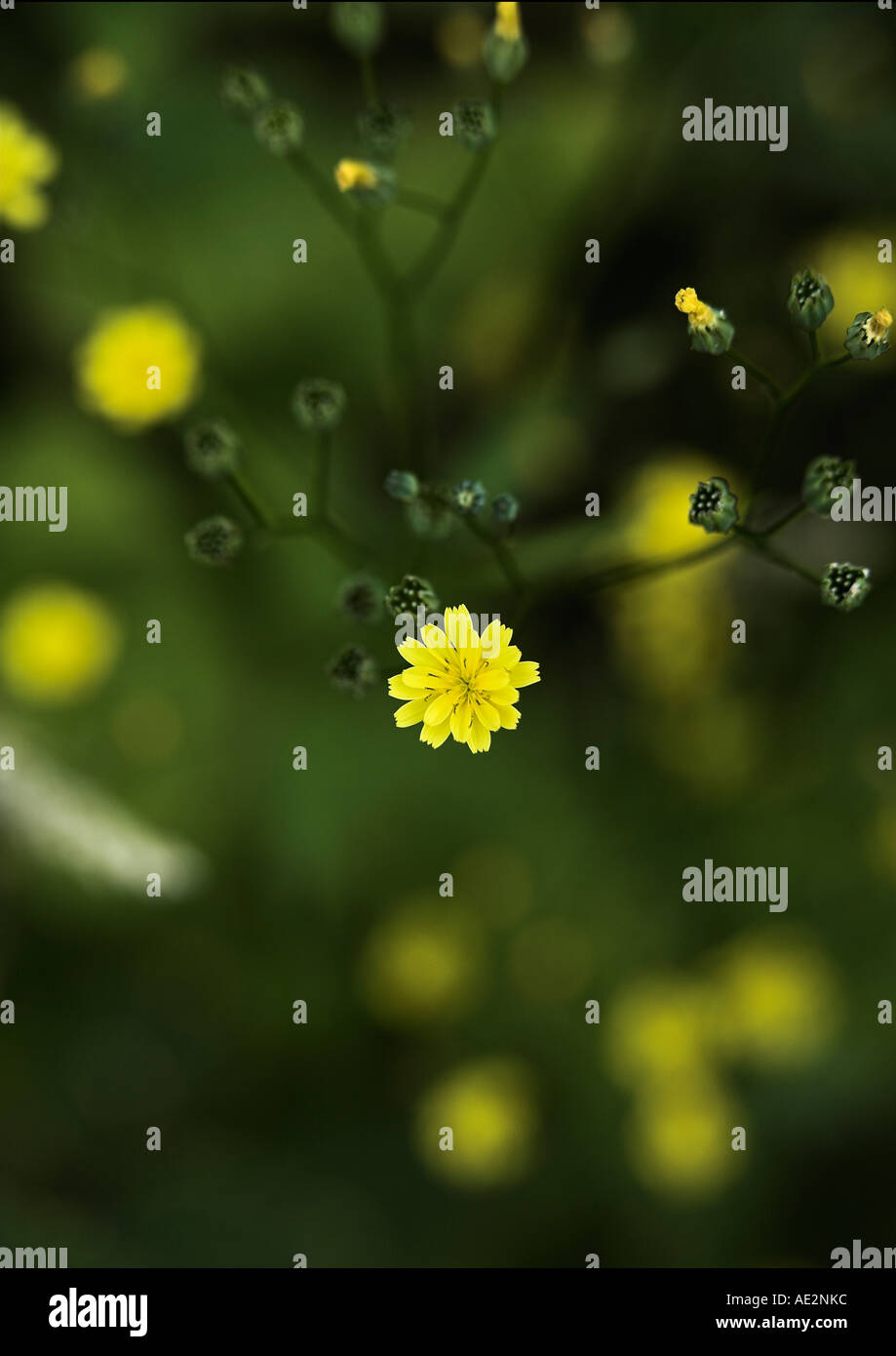 Top view of yellow wildflower with other yellow flower heads and dark ...