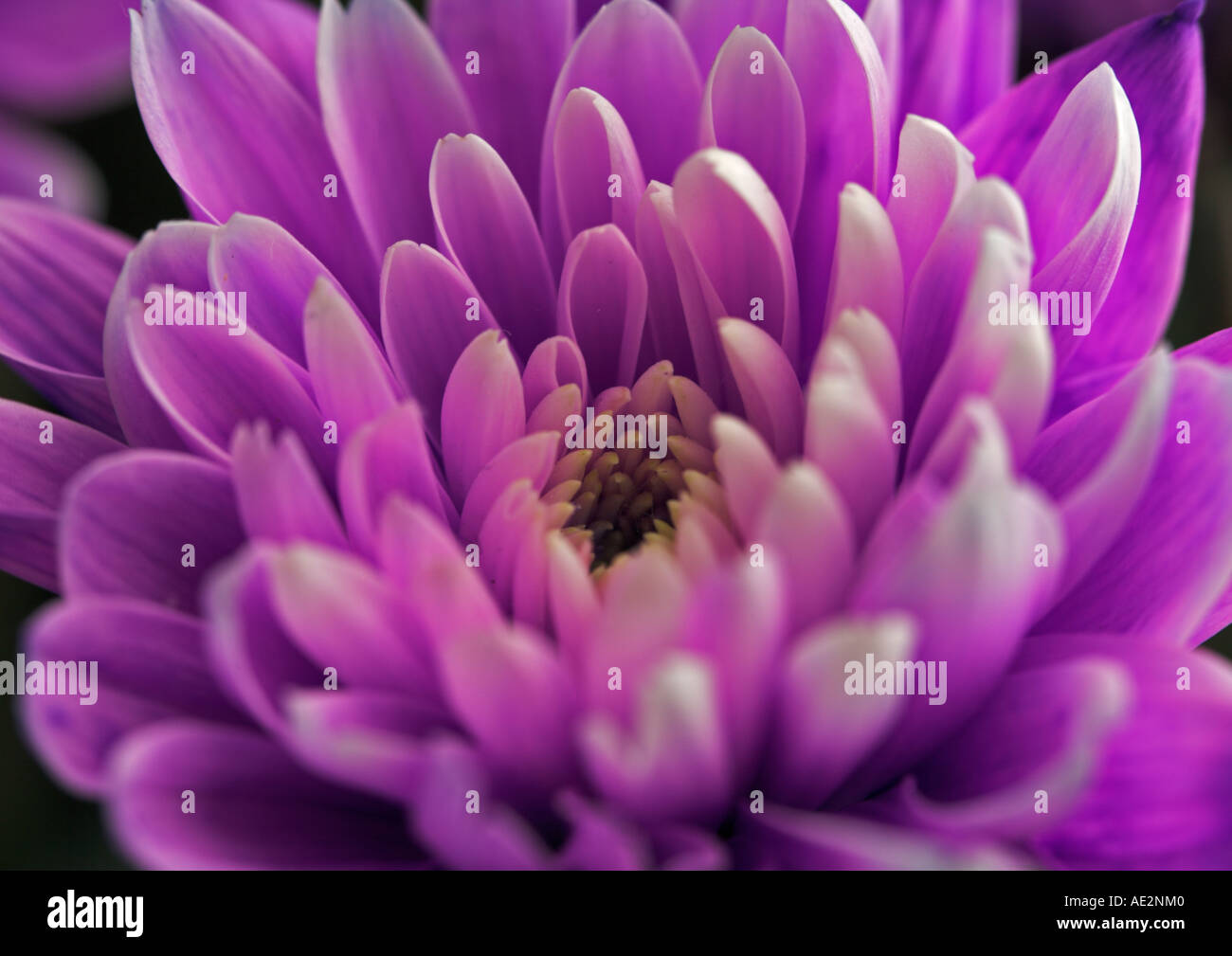 Purple wildflower in close up with soft focus blurred foreground petals ...