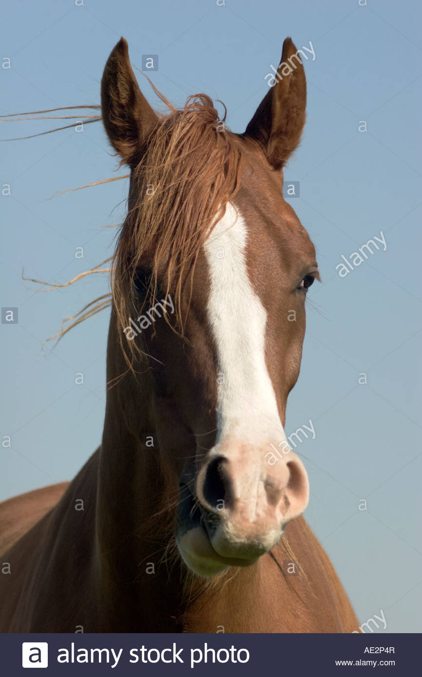 Animal Cal High Resolution Stock Photography and Images - Alamy