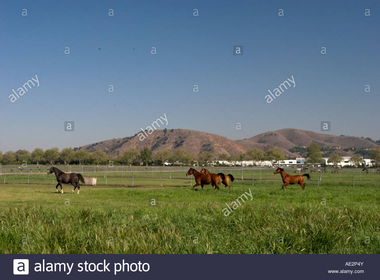 Animal Cal High Resolution Stock Photography and Images - Alamy