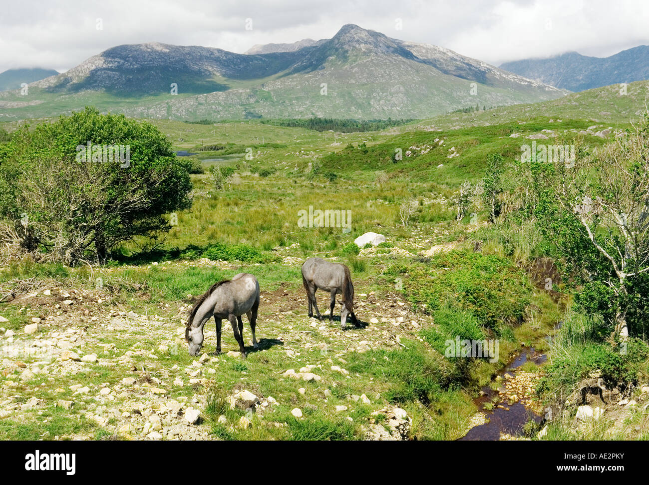 Connemara ponies grazing below the Twelve Pins mountains between Recess ...