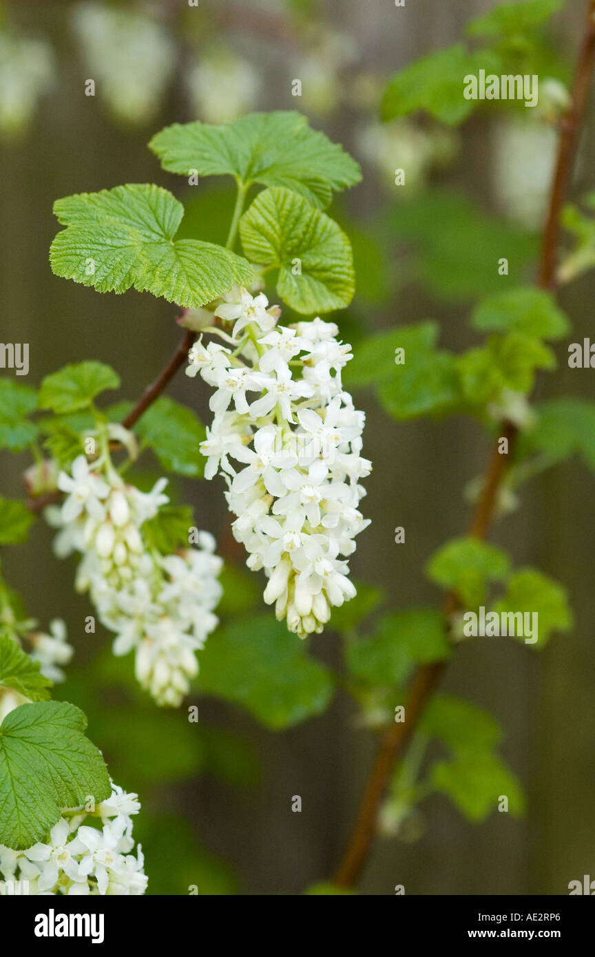 Ribes sanguineum Tydemans White Flowering currant garden shrub Stock ...