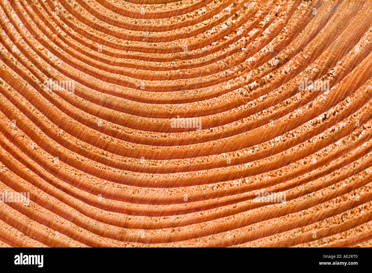 Annual growth rings on tree trunk The image is of a section of a garden ...