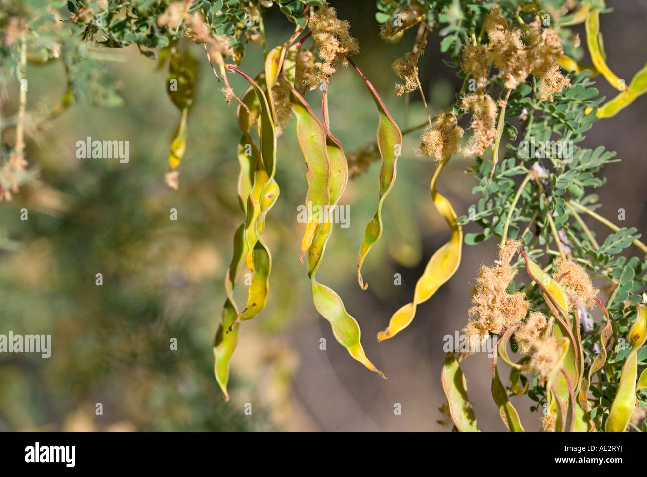 Catclaw Acacia Acacia greggii Tucson Arizona United States 8 June Fruit ...