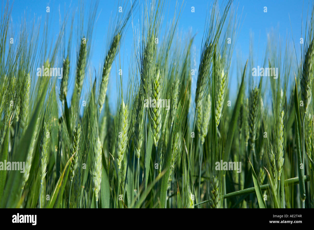 Spring starchy hi-res stock photography and images - Alamy