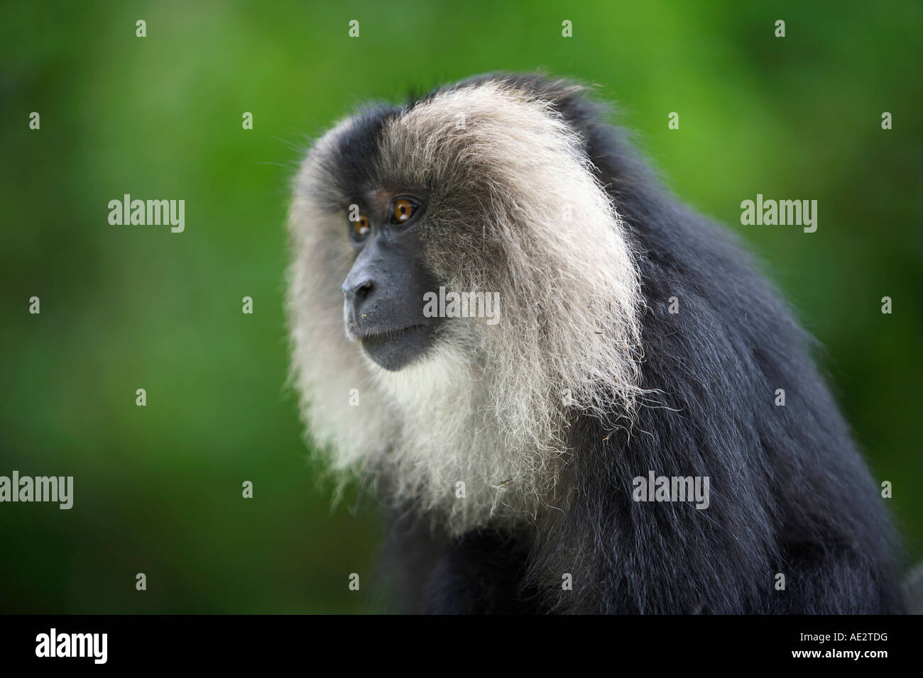 Lion Tailed Maquac, at Anamalai, Tamilnadu, India Stock Photo - Alamy