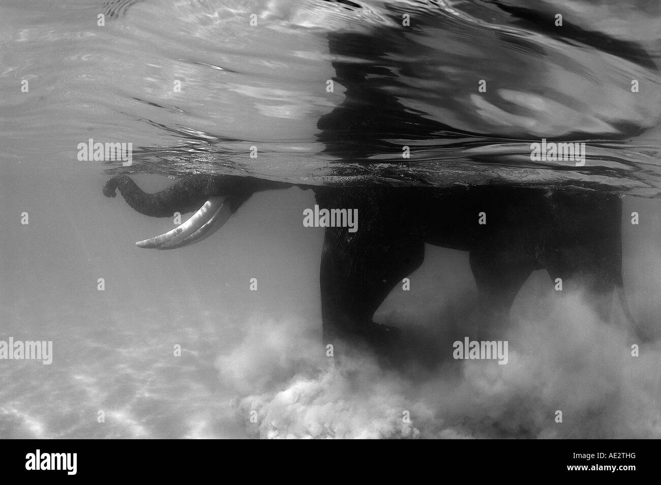 elephant swimming in the sea Stock Photo - Alamy