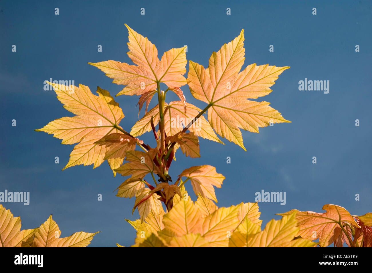 Acer pseudoplatanus Brilliantissimum Maple with pink foliage Stock ...