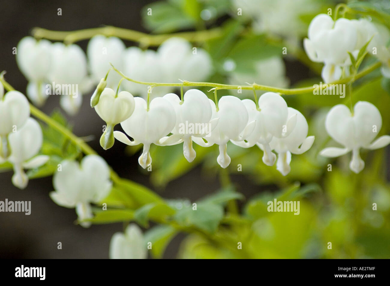 Dicentra spectabilis Alba The White Bleeding Heart Flowers Stock Photo ...