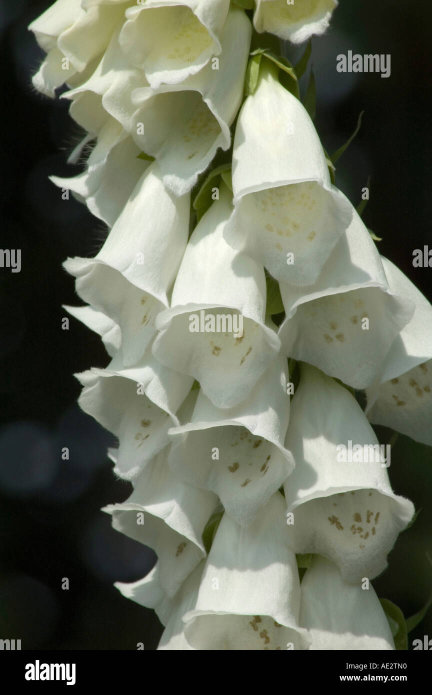 Digitalis purpureus Alba White form of common foxglove Stock Photo - Alamy