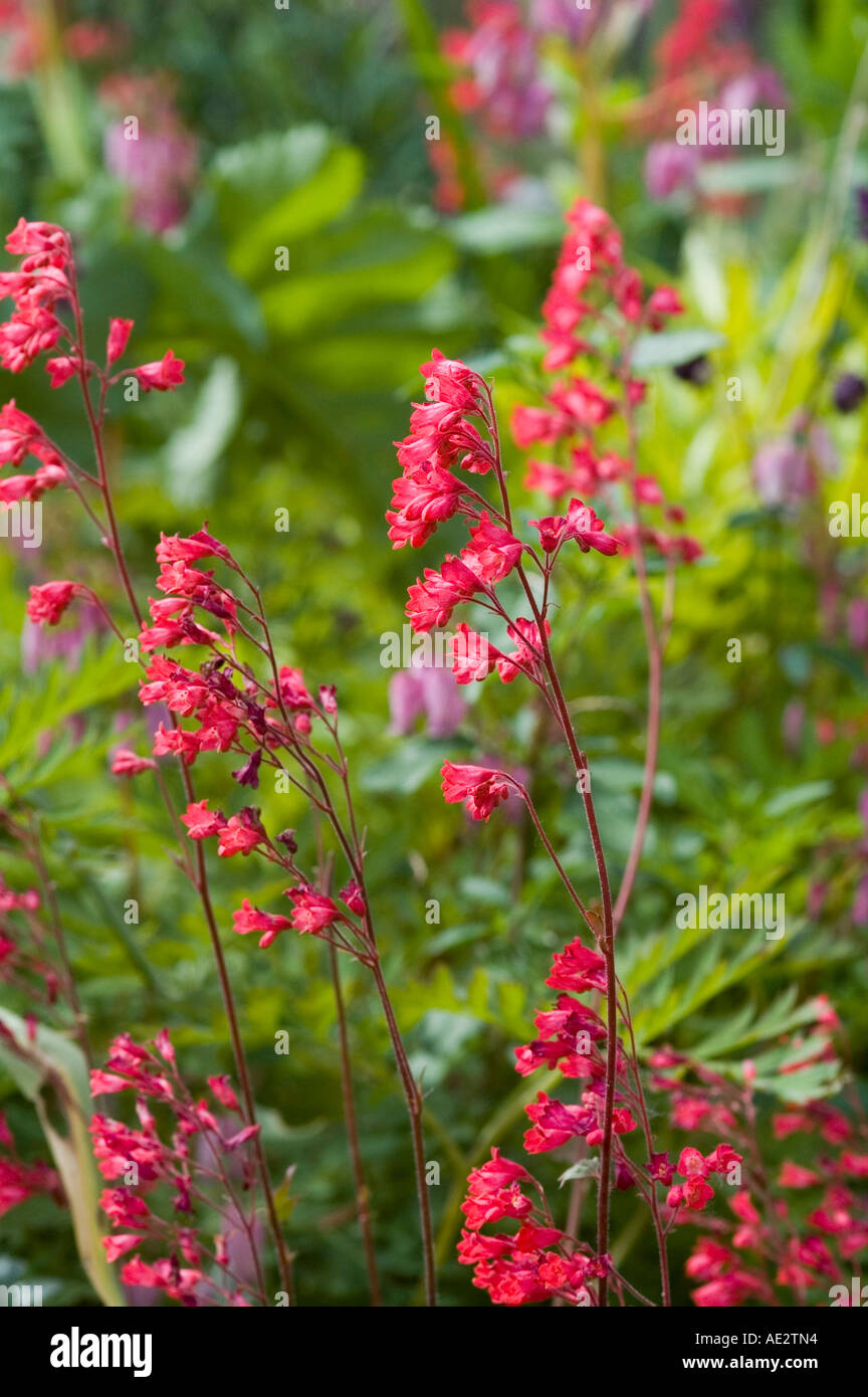 Heuchera Sanguinea Firefly