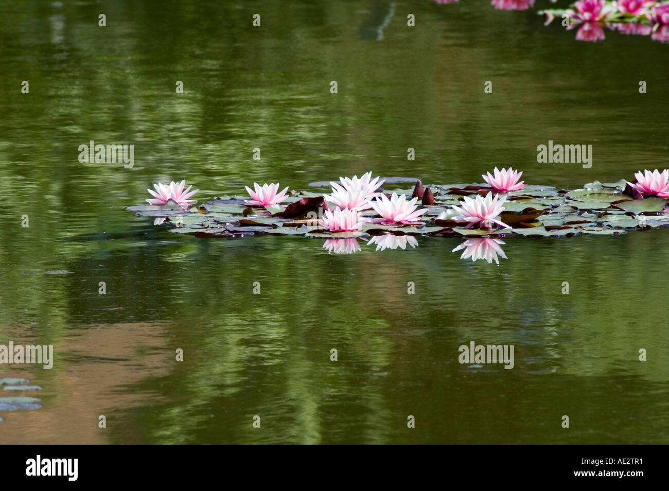 Nymphaea Pink Sensation Rose Pink water lily Stock Photo - Alamy