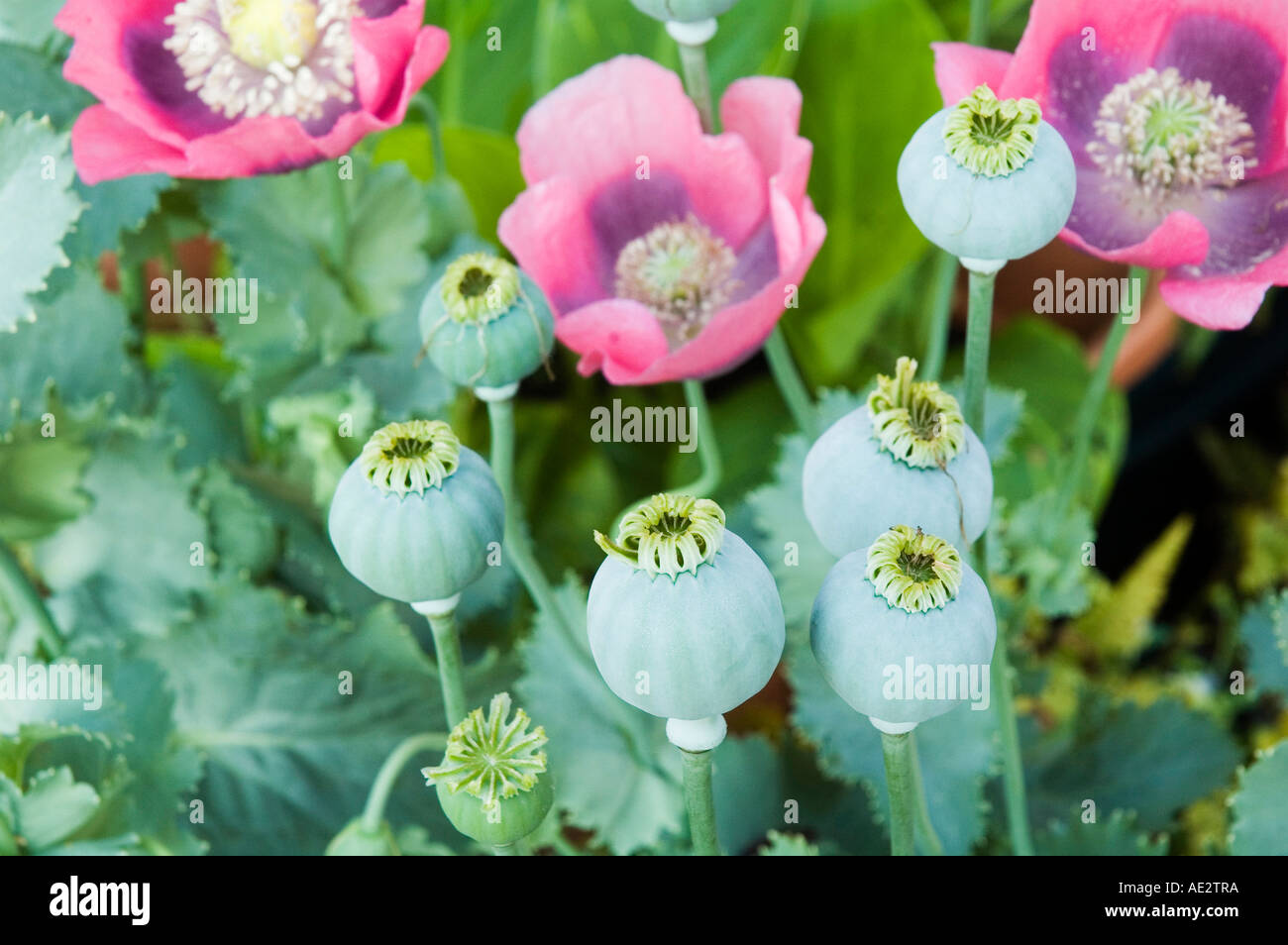 The opium poppy Papaver somniferum showing seed heads and flowers in ...
