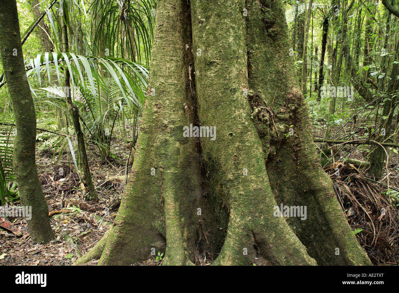 Close-up of tree in forest Stock Photo - Alamy