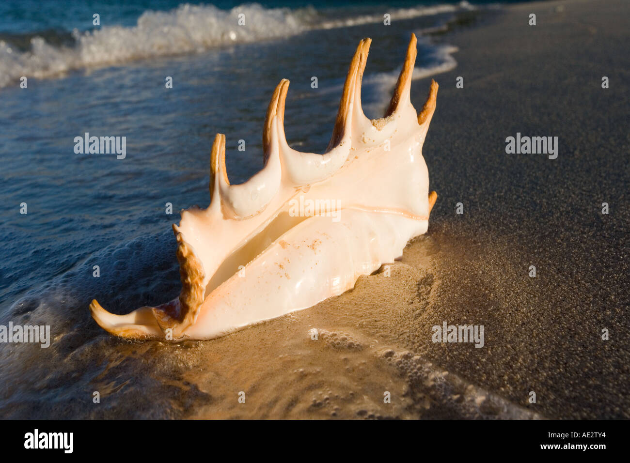 Seashell on beach fiji hi-res stock photography and images - Alamy