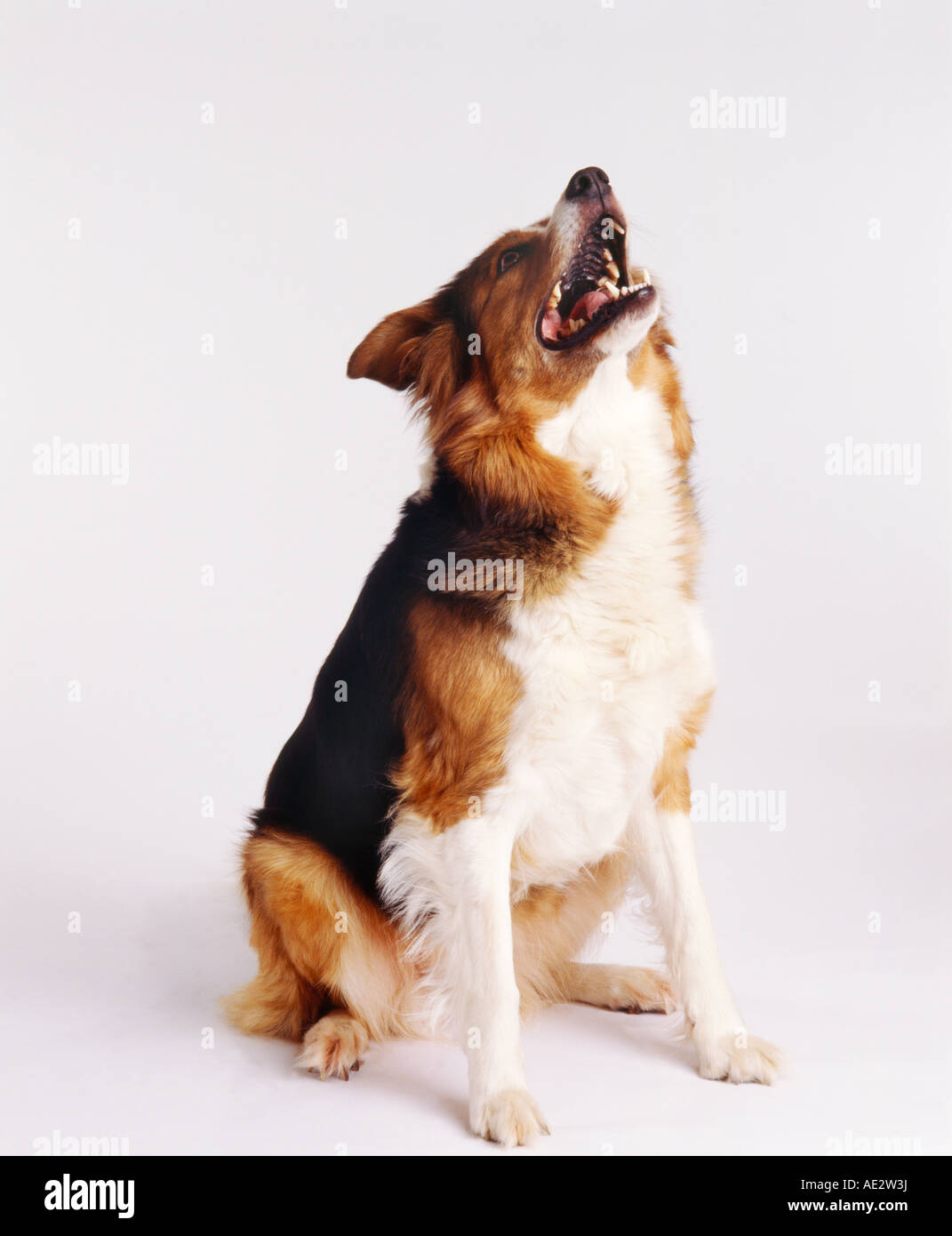Black Dog Barking High Resolution Stock Photography and Images - Alamy