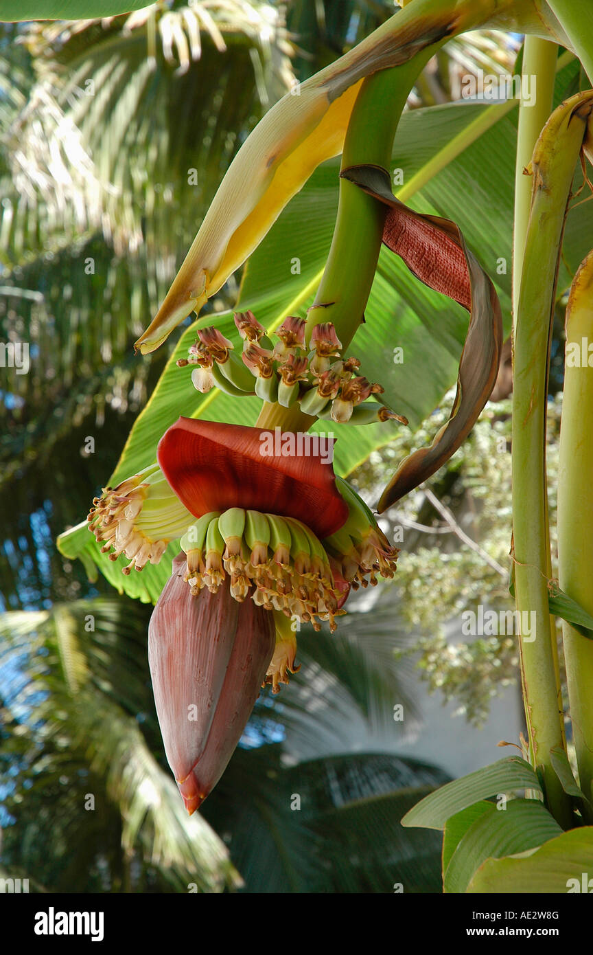 Banana tree parts hi-res stock photography and images - Alamy