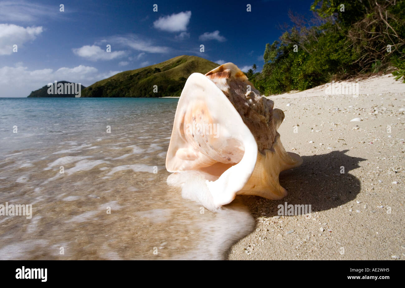 Conch shell washed ashore on a deserted island in the Yasawa Islands ...