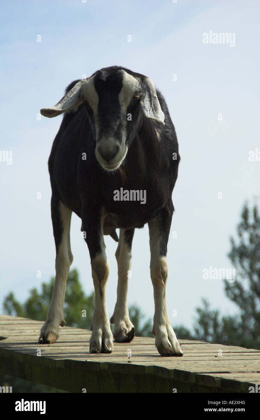 Goat on bridge Stock Photo - Alamy