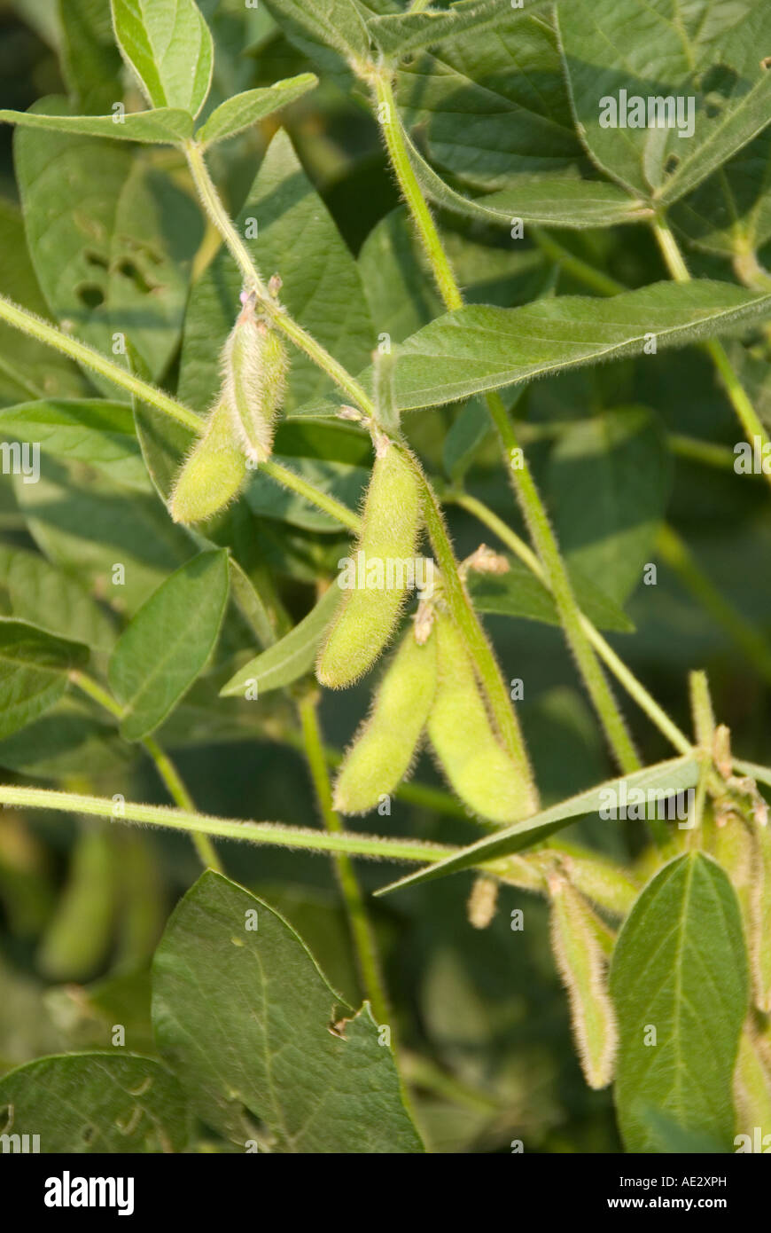 Minnesota agriculture corn and soybeans are the two main crops of ...