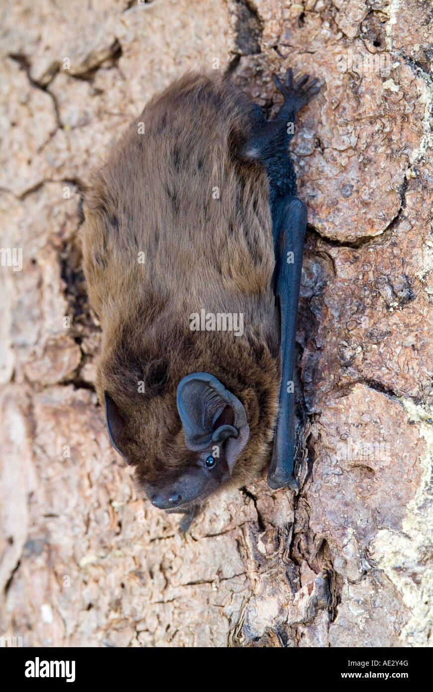 Lesser Noctule, Leislers Bat (Nyctalus leisleri) on bark Stock Photo ...
