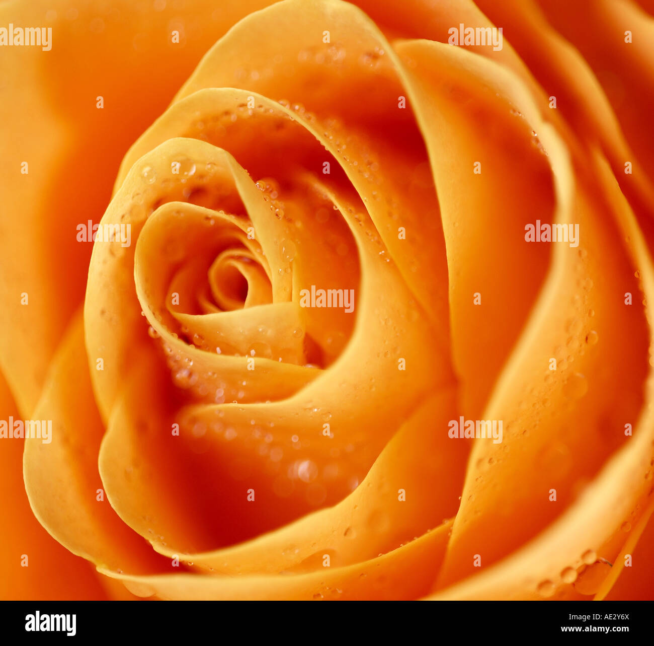 A close up of a yellow rose Stock Photo - Alamy