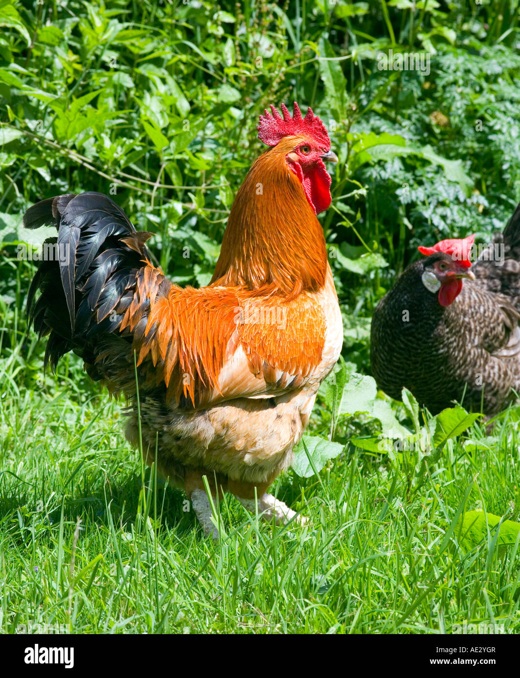 Free range chicken Stock Photo - Alamy