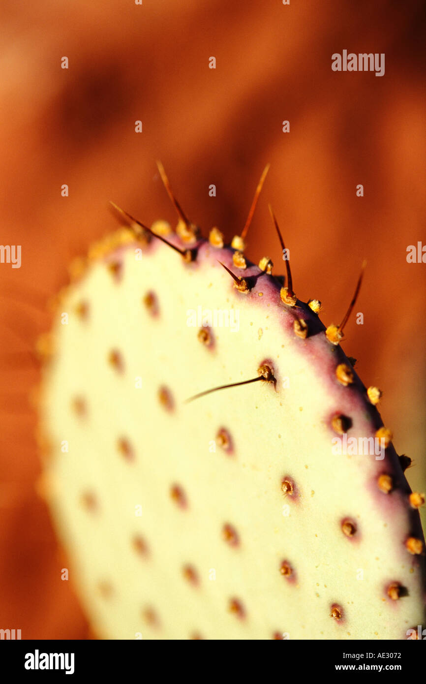 Utah native flower hi-res stock photography and images - Alamy