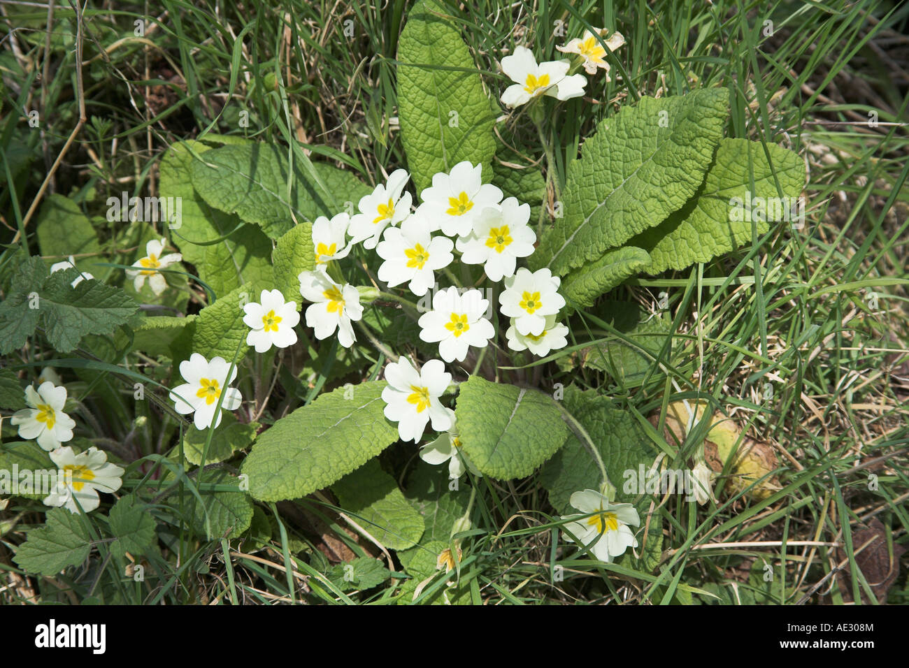 Primrose Primula vulgaris growing o roadside bank Sussex England Stock ...
