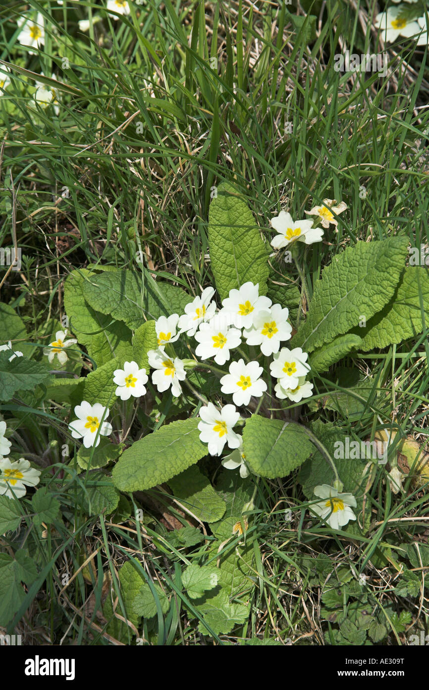 Primrose Primula vulgaris growing o roadside bank Sussex England Stock ...