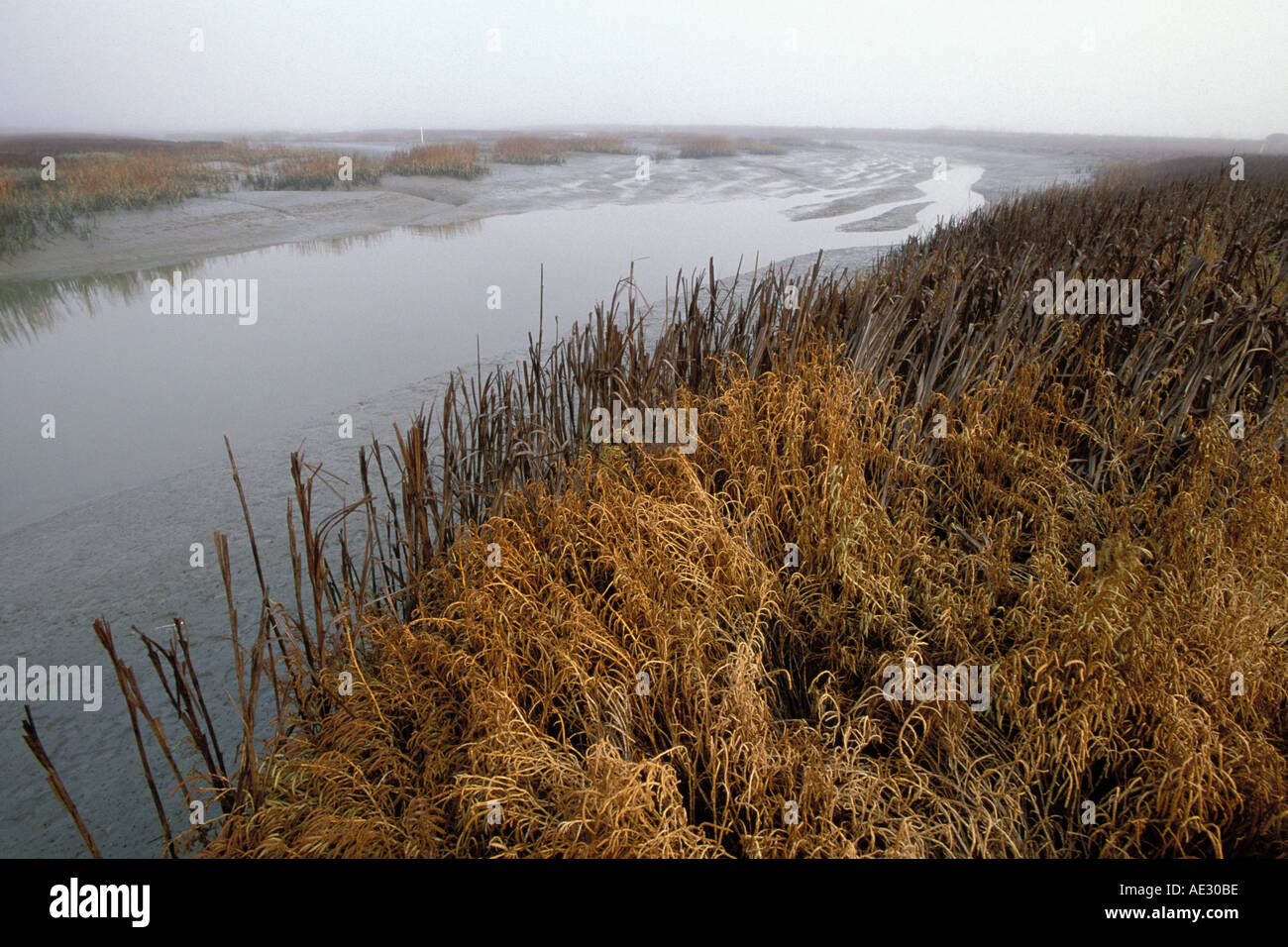 Wetland restoration and california hi-res stock photography and images ...
