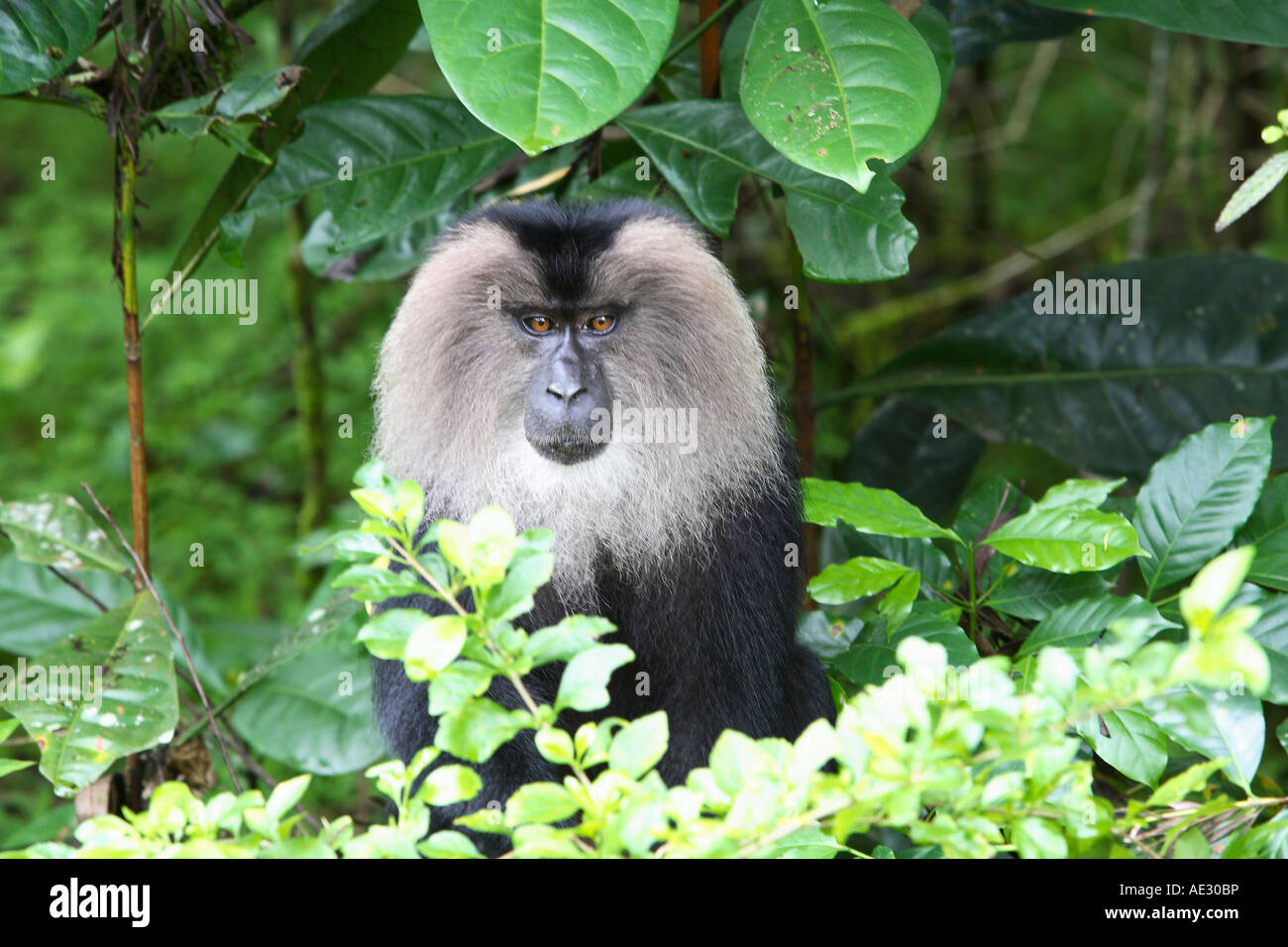 Lion Tailed Maquac, at Anamalai, Tamilnadu, India Stock Photo - Alamy