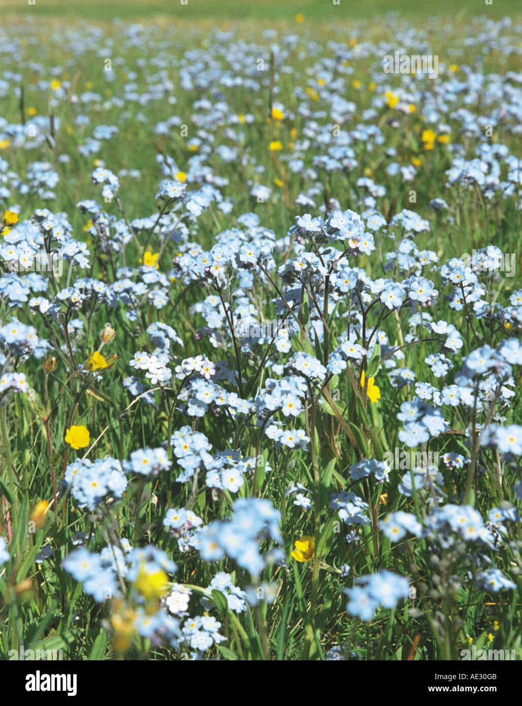 Wild alpine flowers Forget-me-not (Myosotis scorpioides or Myosotis ...