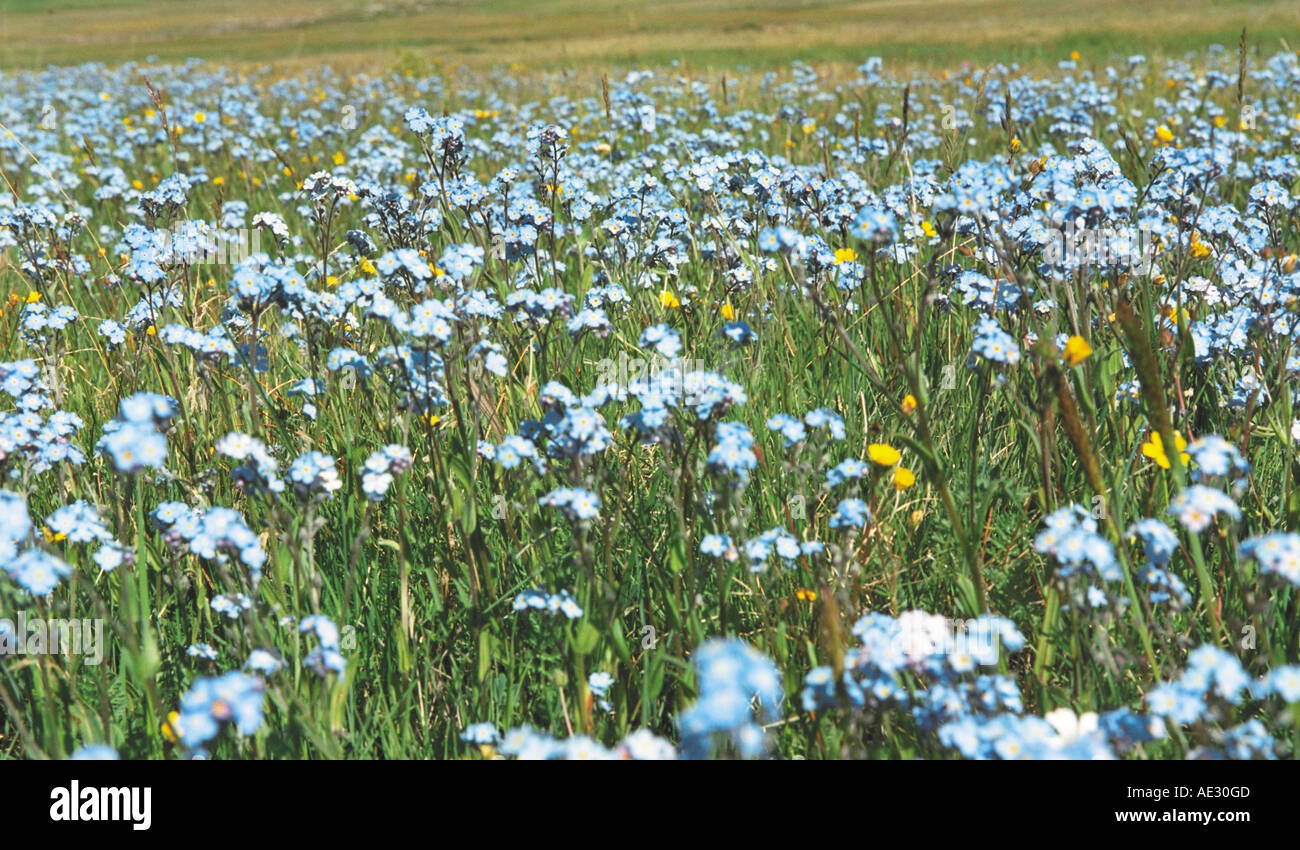 Field forget myosotis scorpioides hi-res stock photography and images ...