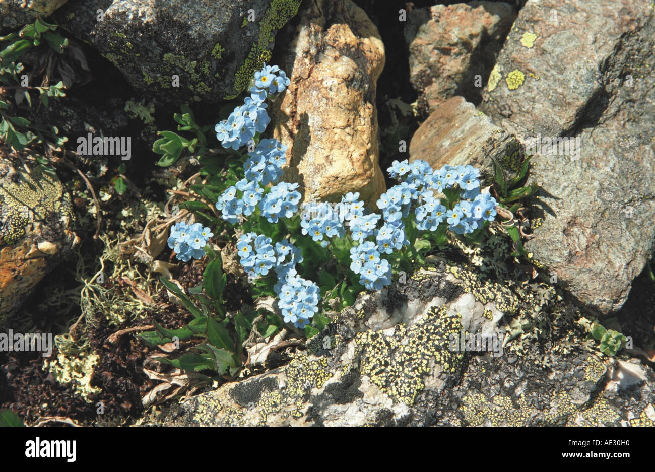 Wild alpine flowers Forget-me-not (Myosotis scorpioides or Myosotis ...