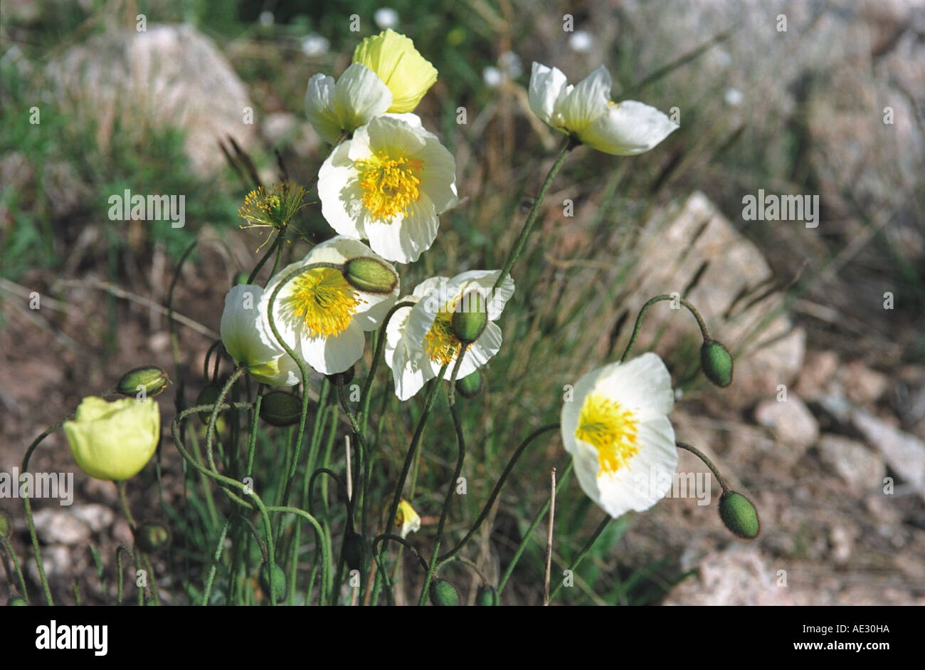 Alpine Poppy flowers (Papaver alpinum). Altai. Siberia. Russia Stock ...